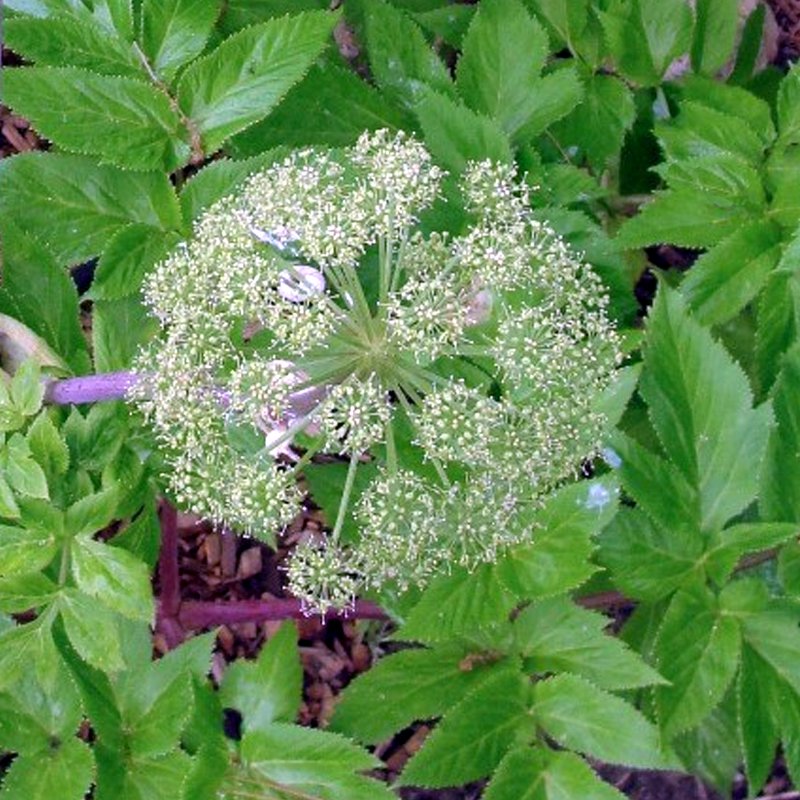 Comment utiliser l'huile essentielle d'Angélique